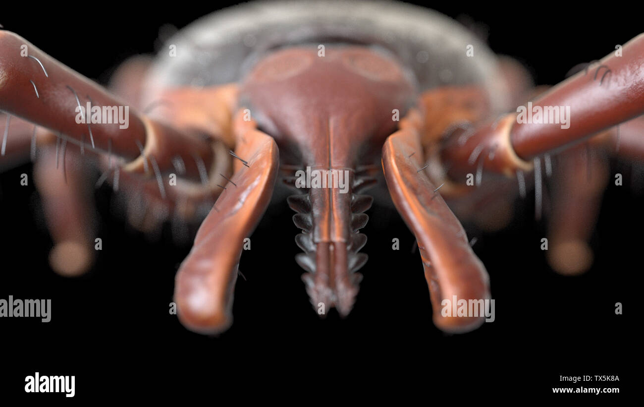 3d rendered illustration of a tick Stock Photo - Alamy