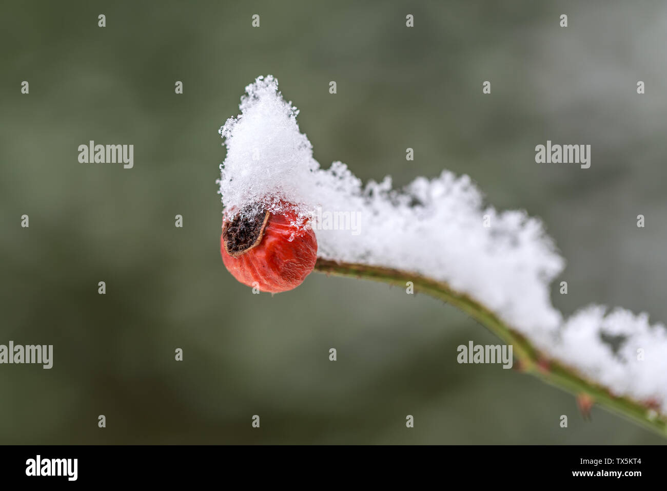 Snow on the red fruit Stock Photo - Alamy