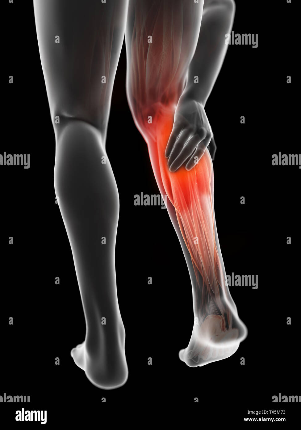 3d rendered illustration of a man having a painful calf Stock Photo - Alamy