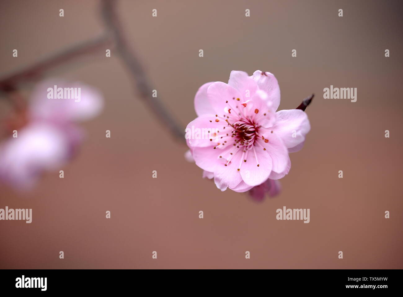 Pink spring plum Stock Photo - Alamy