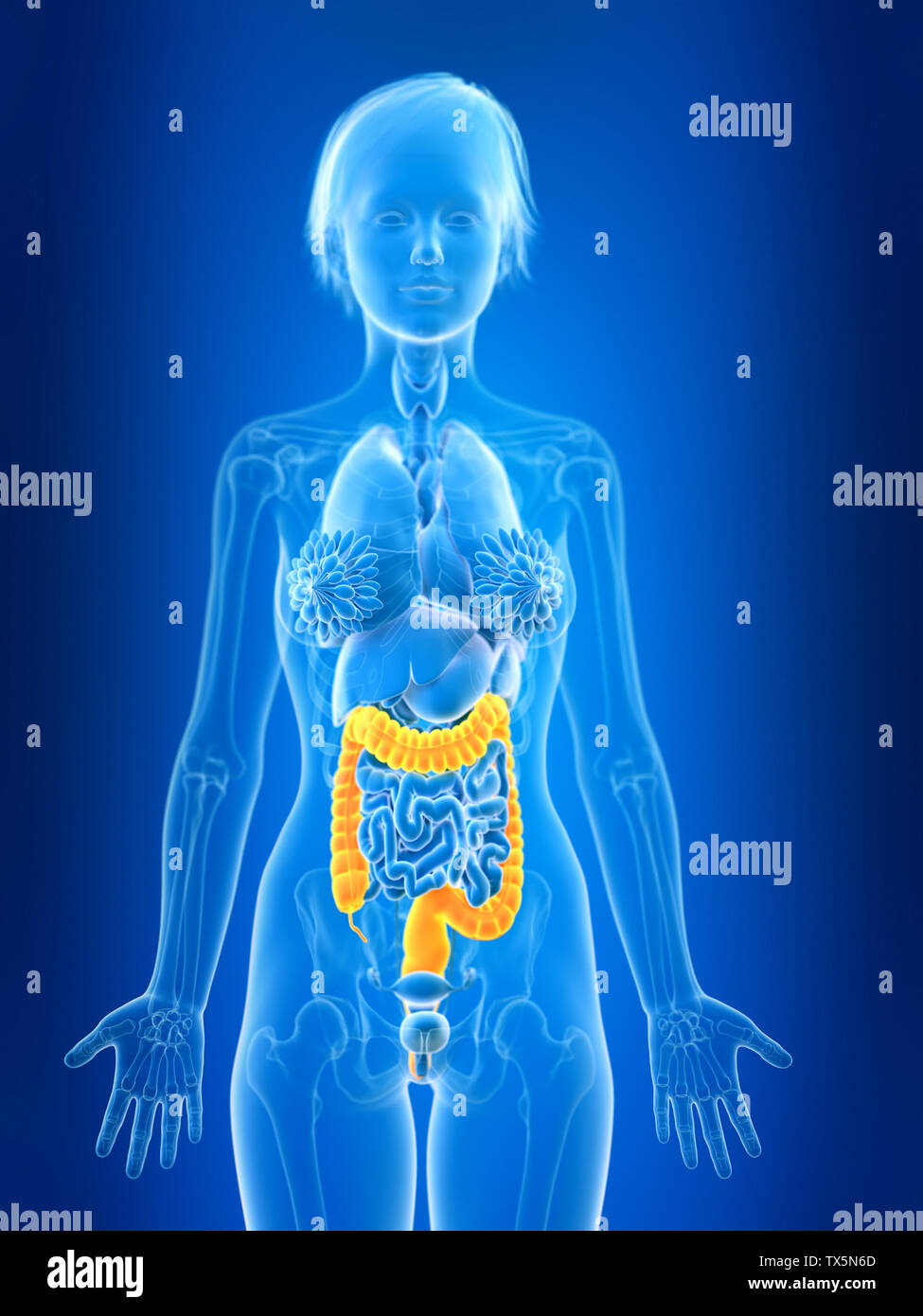 3d rendered medically accurate illustration of a females colon Stock ...