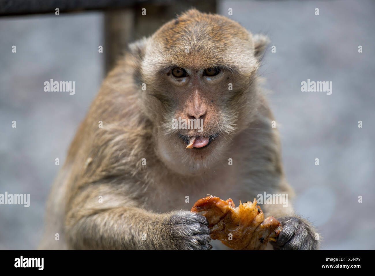 Mamal temple hi-res stock photography and images - Alamy