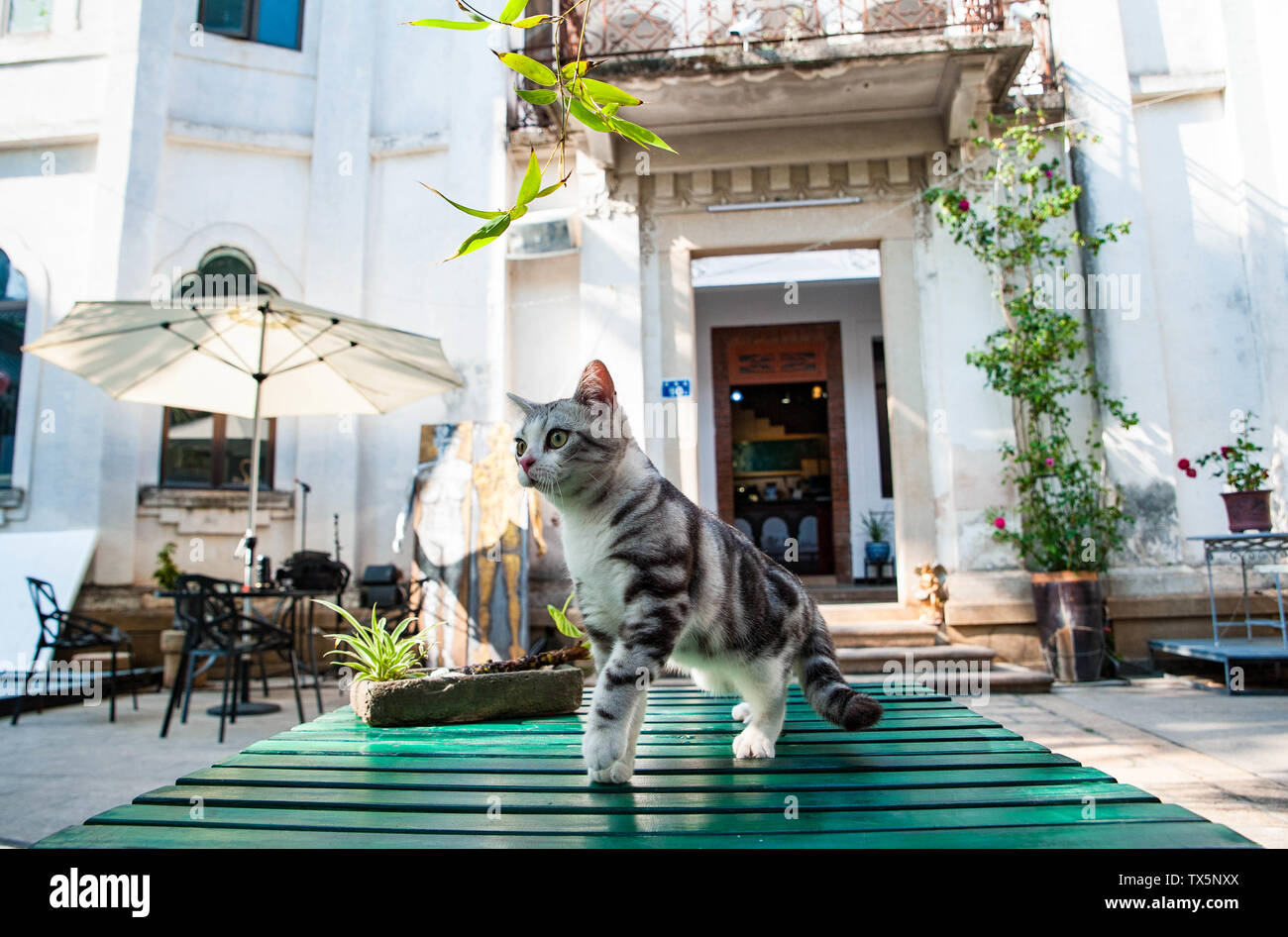 cat, pet, cat, animal, sprouting Stock Photo - Alamy