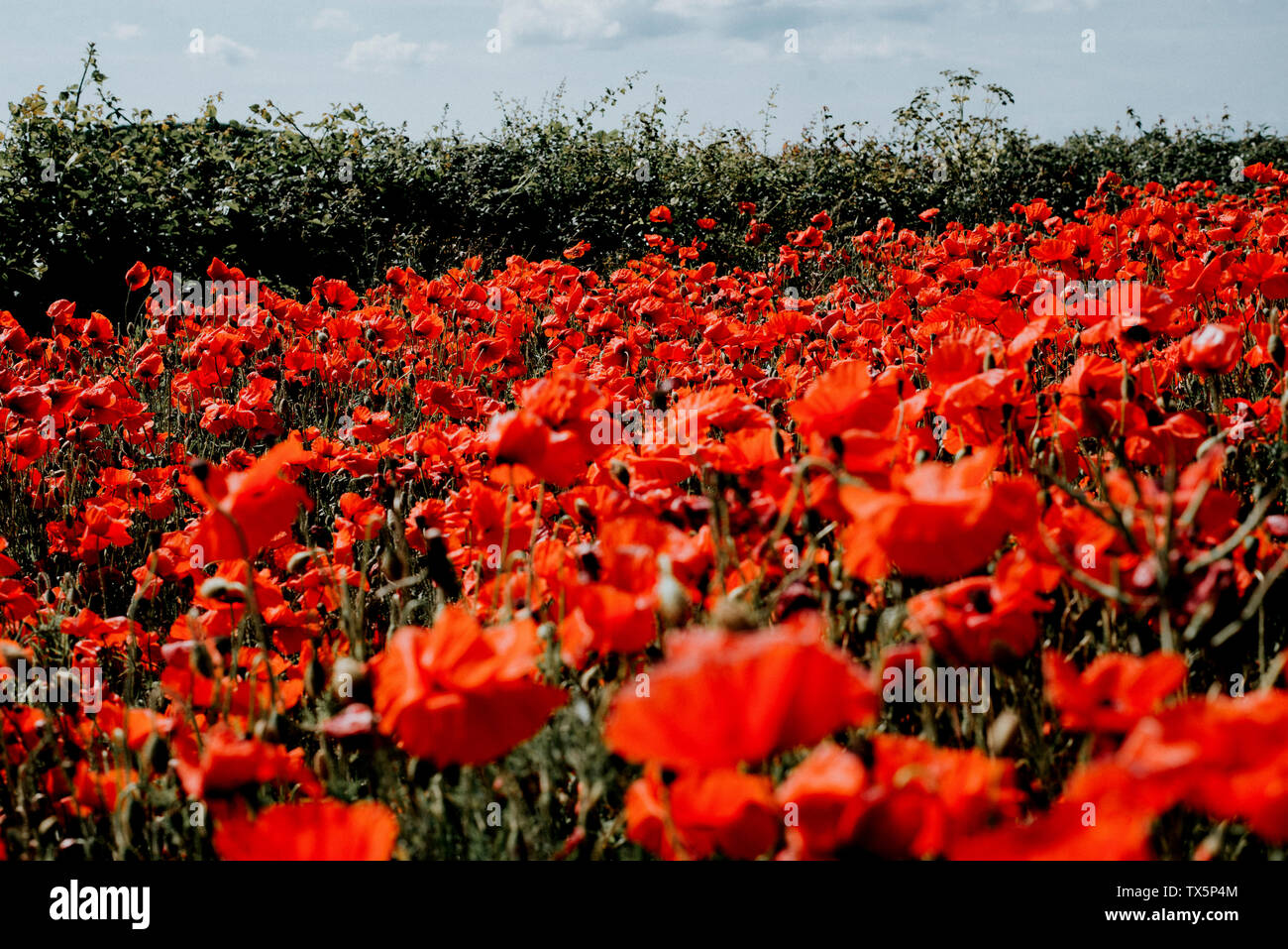 Poppies in a poppy field in Norfolk Stock Photo - Alamy