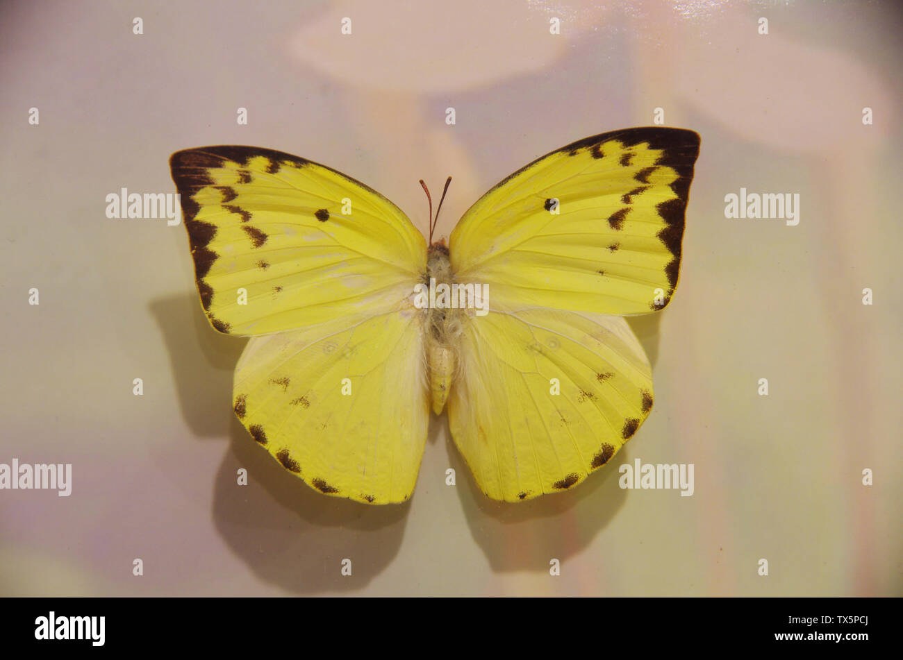 A specimen of butterflies Stock Photo - Alamy