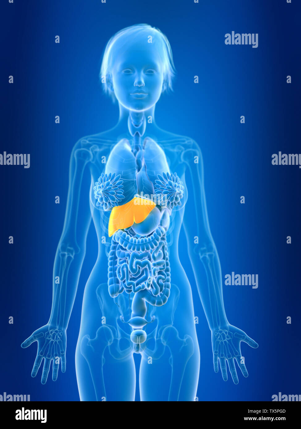 Female anatomy figure; organs hi-res stock photography and images - Alamy