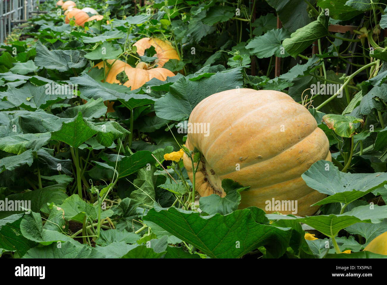 Giant Pumpkin Close Up High Resolution Stock Photography and Images - Alamy