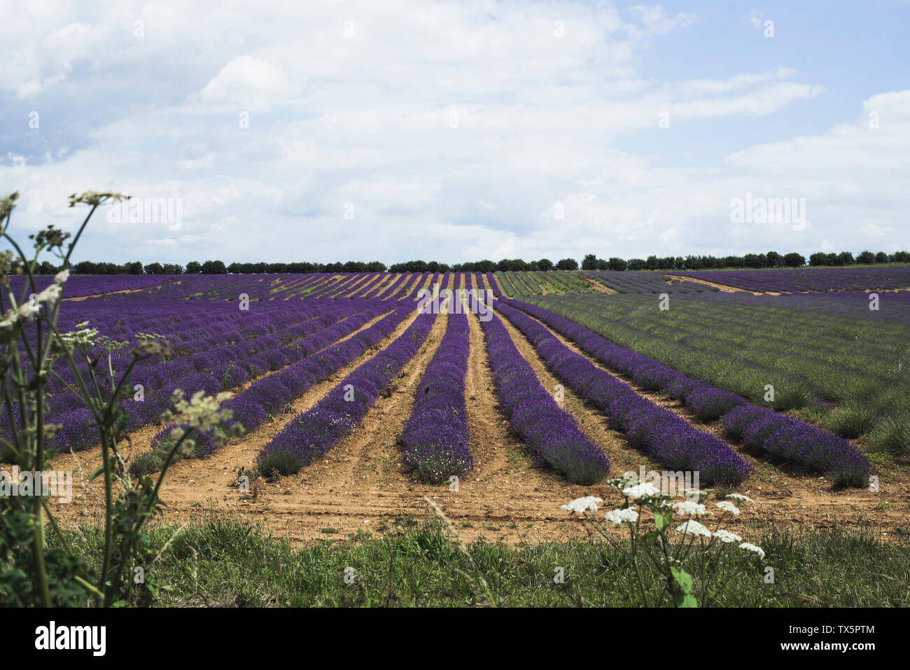 Lavender Fields, Norfolk Lavender, UK Stock Photo - Alamy