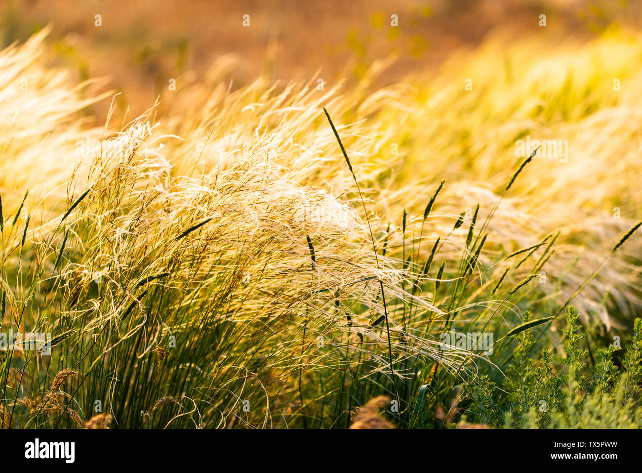 Beautiful of Feather Pennisetum or Mission Grass close up mode with ...