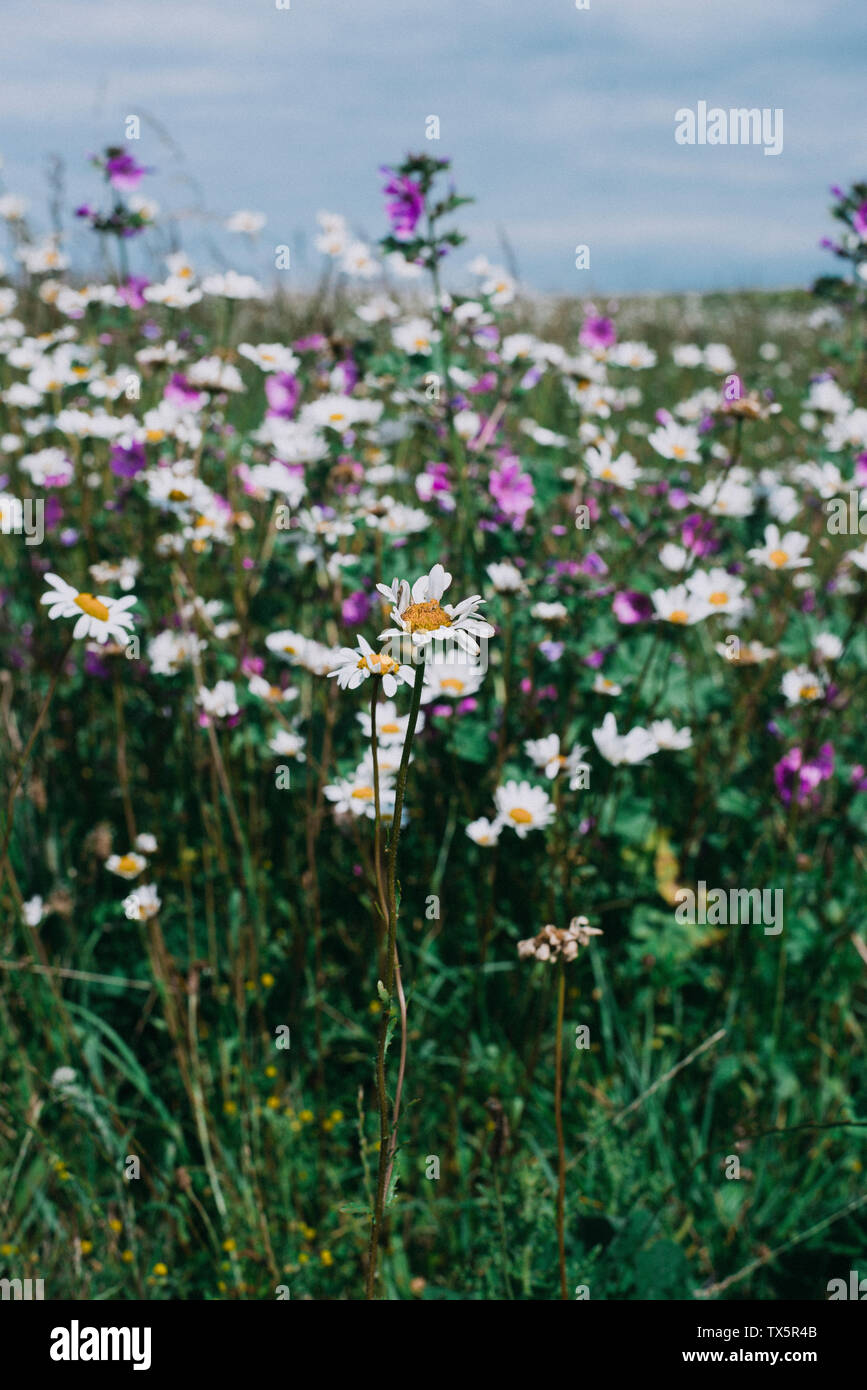 Wild flowers on the edge of English field Stock Photo - Alamy
