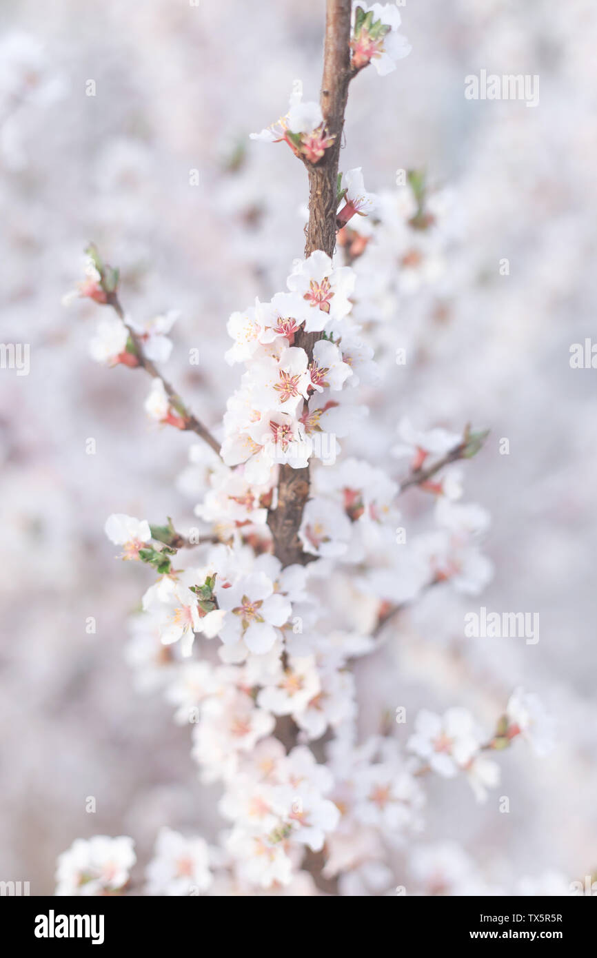 Spring flowers in full bloom Stock Photo - Alamy