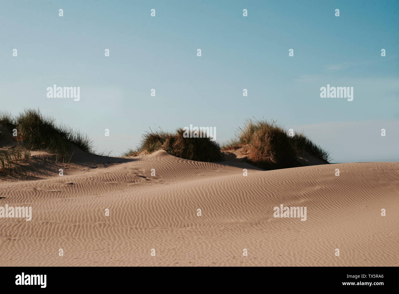 Sand dunes on Holkham beach, Norfolk, UK Stock Photo - Alamy