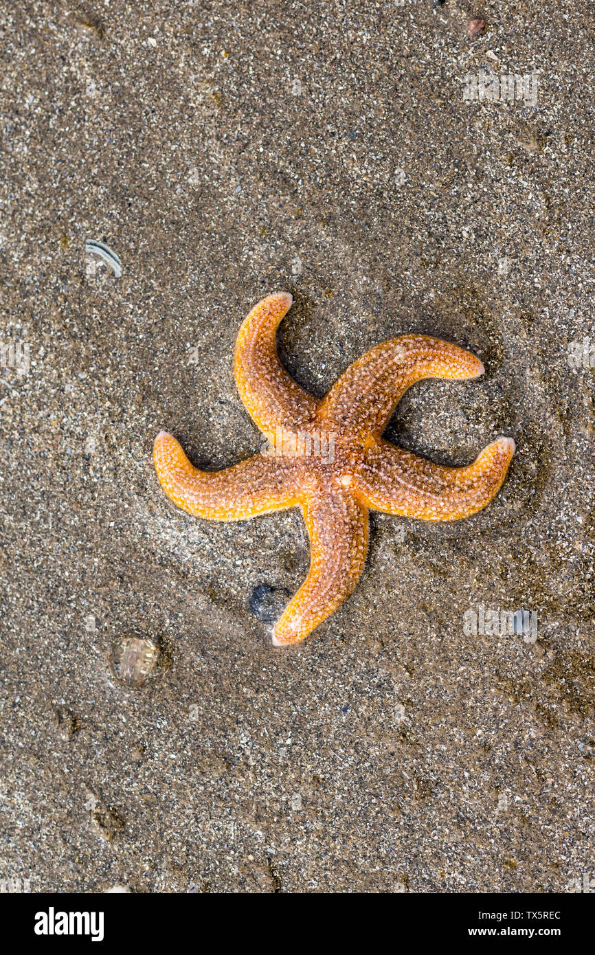 Common starfish hi-res stock photography and images - Alamy