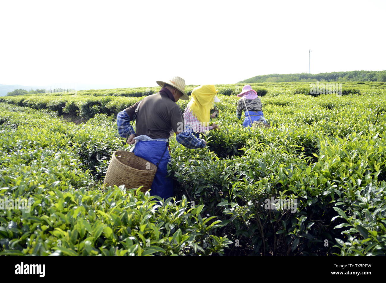 Hainan tea hi-res stock photography and images - Alamy