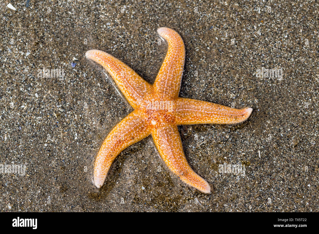Common Starfish Asterias rubens Stock Photo - Alamy