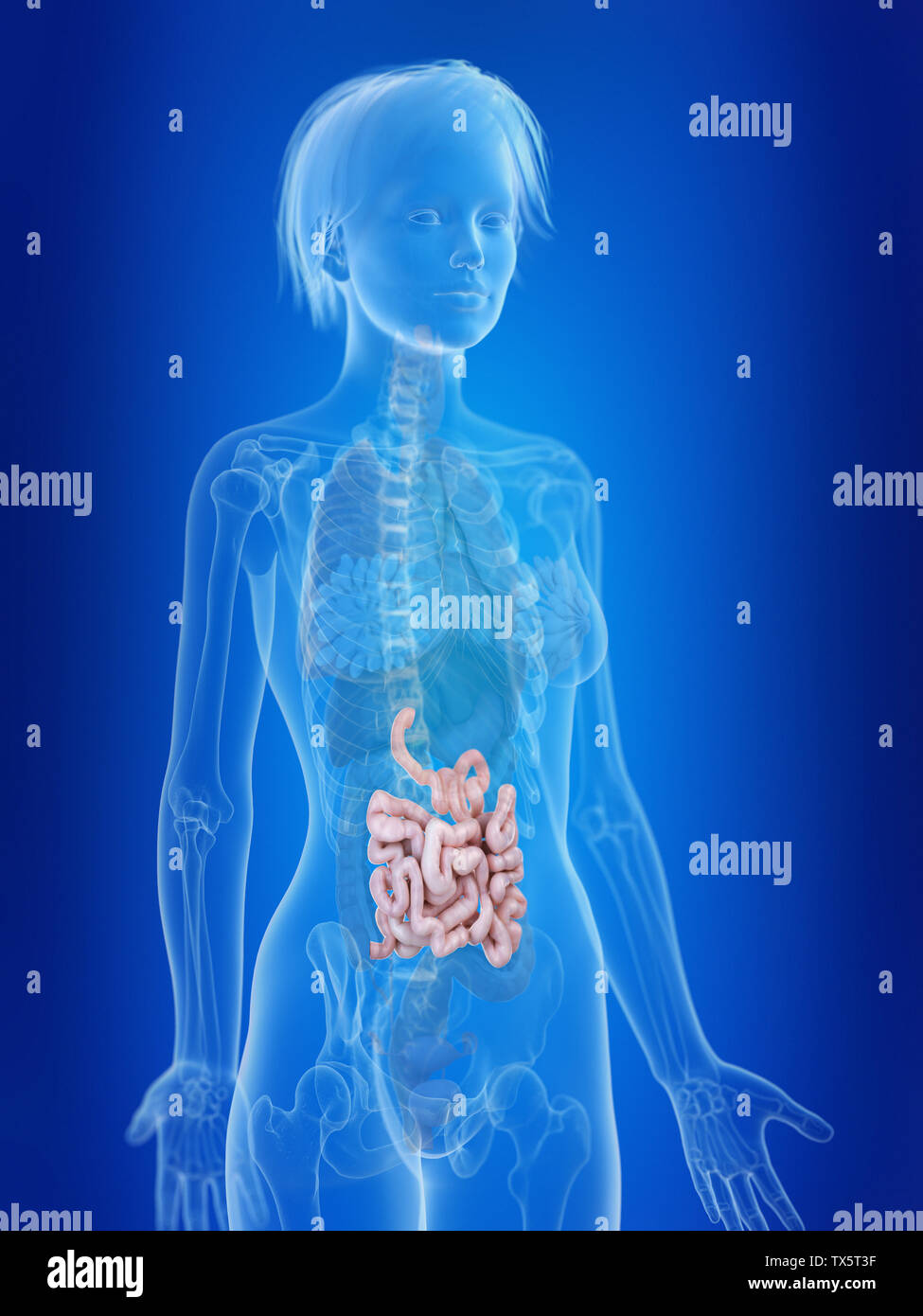 Woman anatomy intestine High Resolution Stock Photography and Images ...