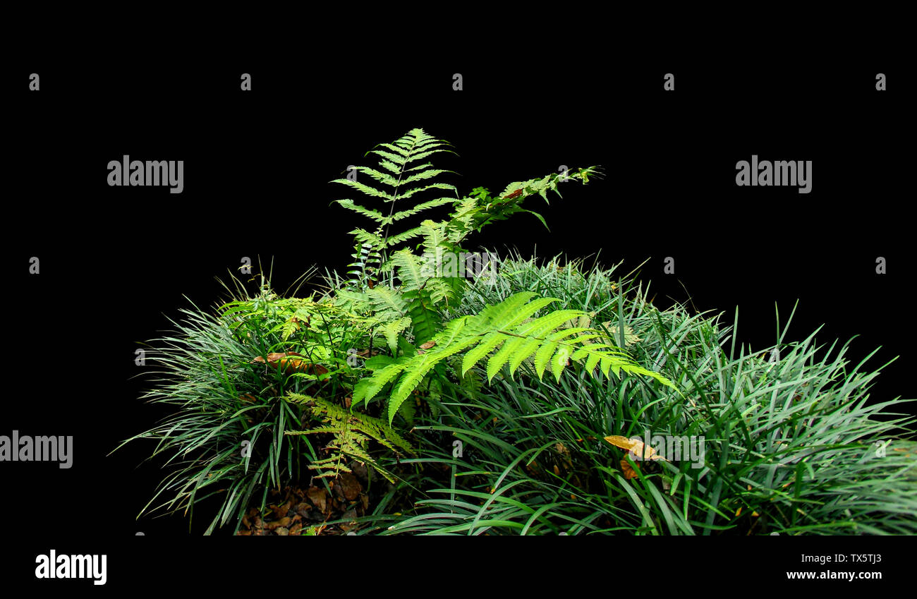 Fern and grass isolated on black background Stock Photo - Alamy