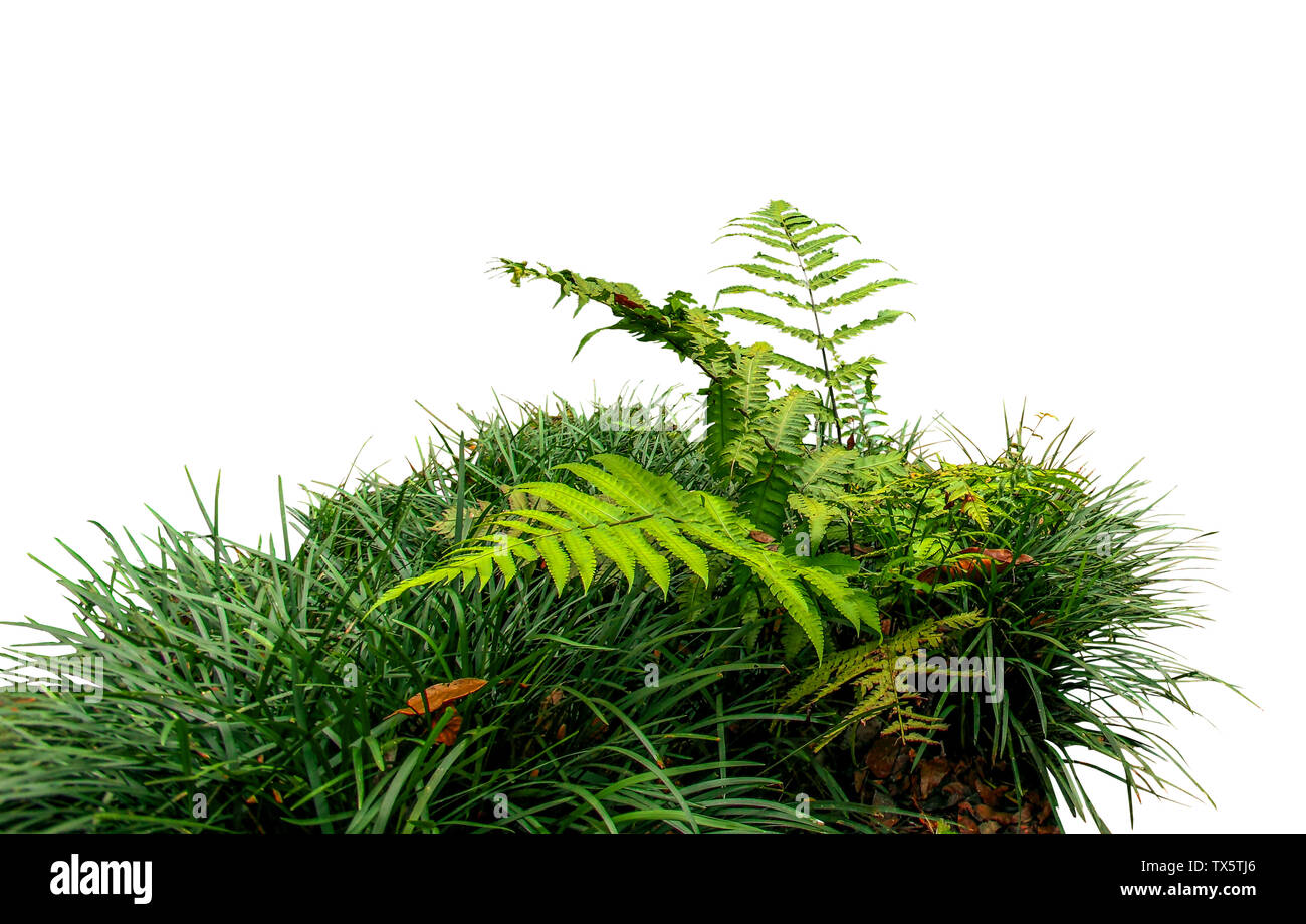 Fern and grass isolated on white background Stock Photo - Alamy
