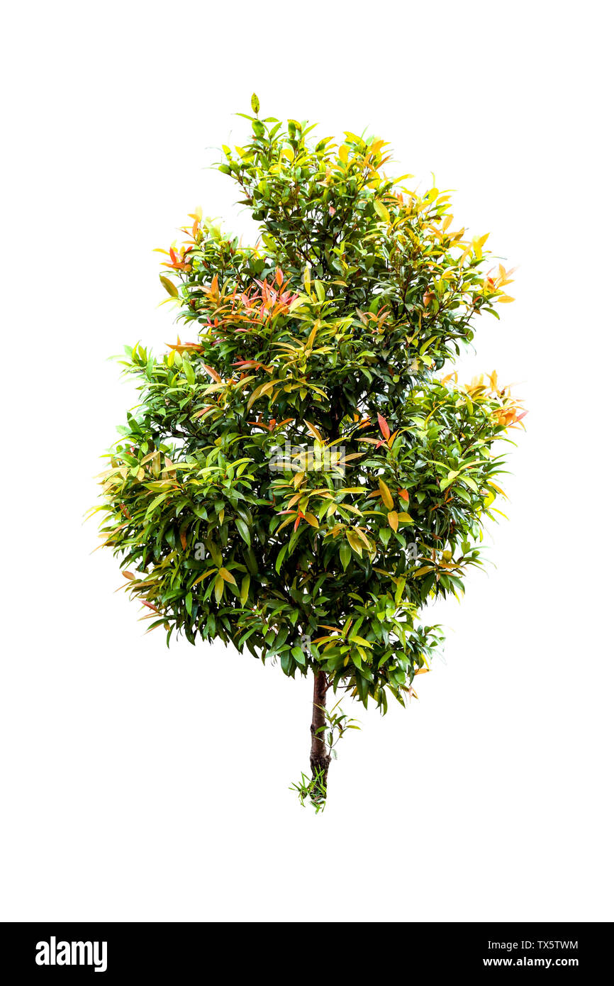 Small tree isolated on white background Stock Photo - Alamy