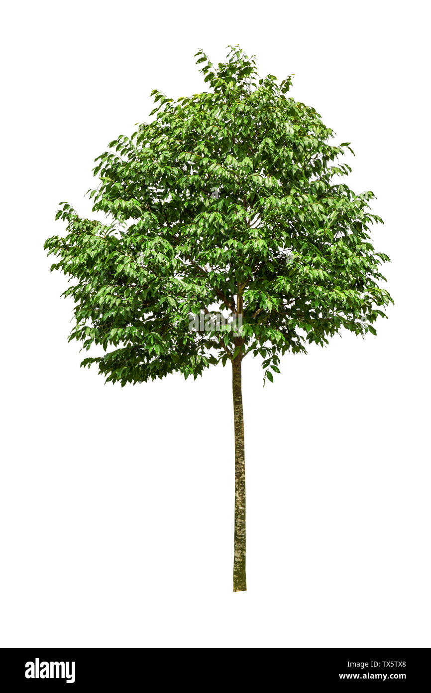 Subtropical climate garden Cut Out Stock Images & Pictures - Alamy