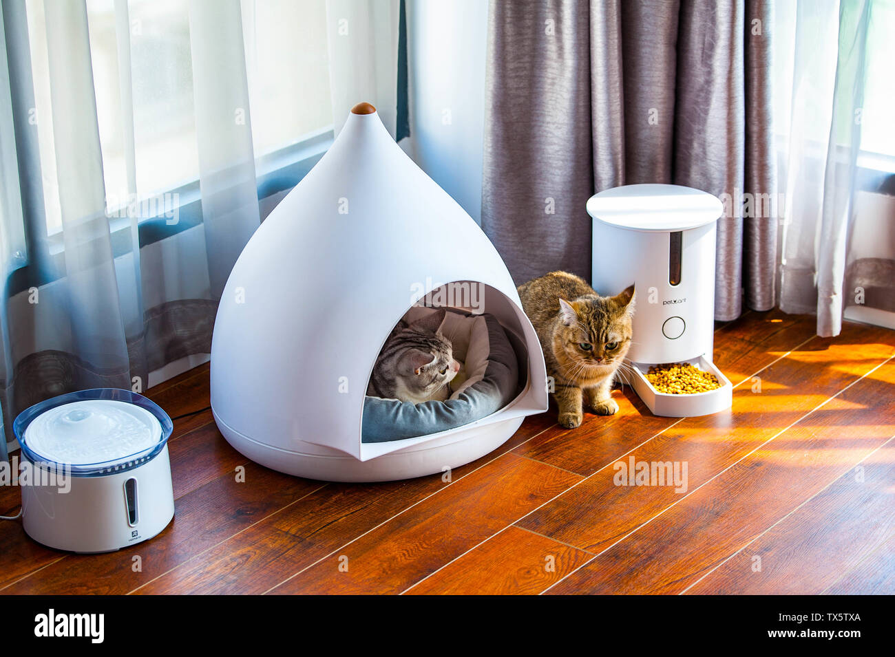 cat, pet, cat, animal, sprouting Stock Photo - Alamy