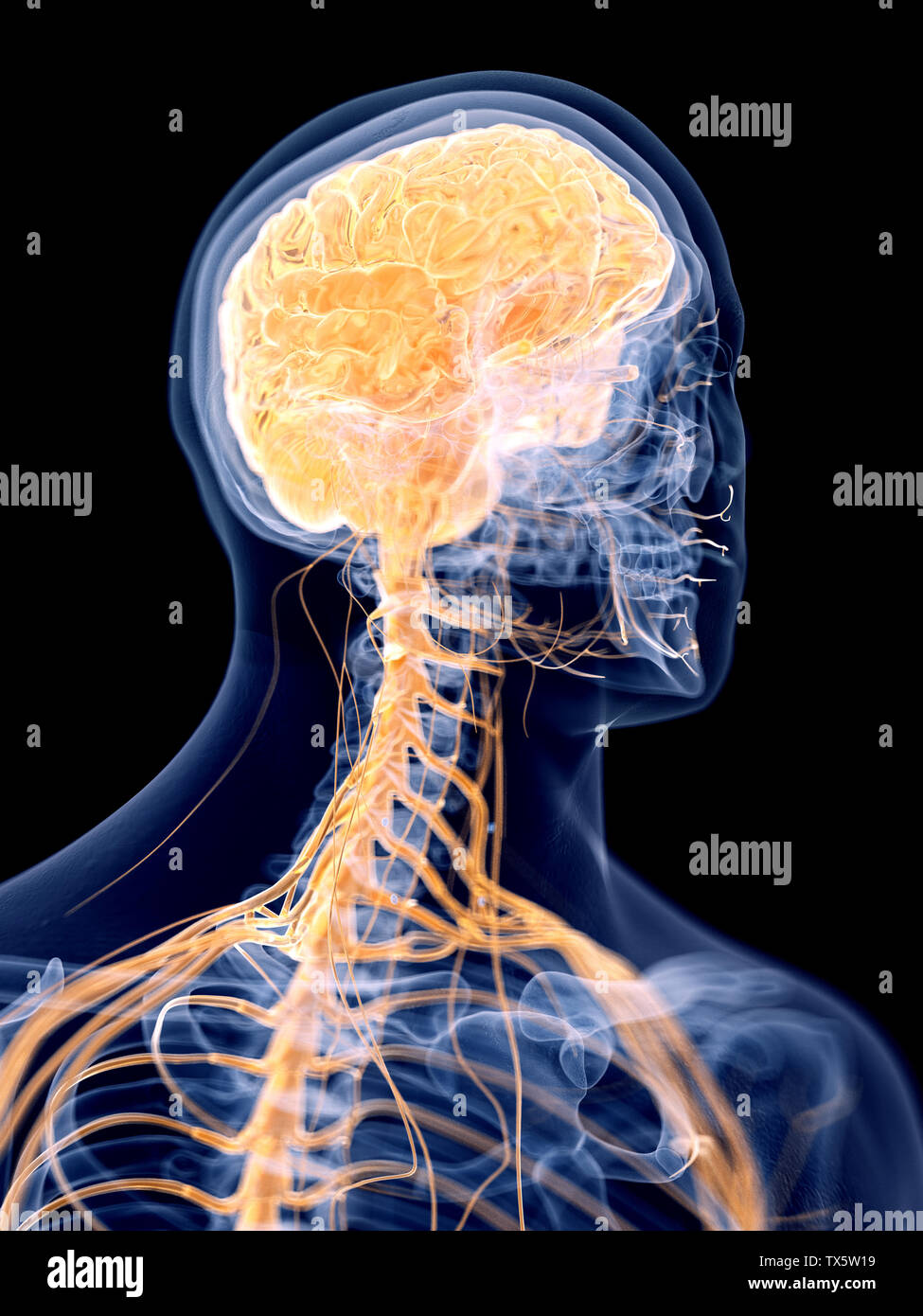 3d rendered medically accurate illustration of the human brain Stock ...