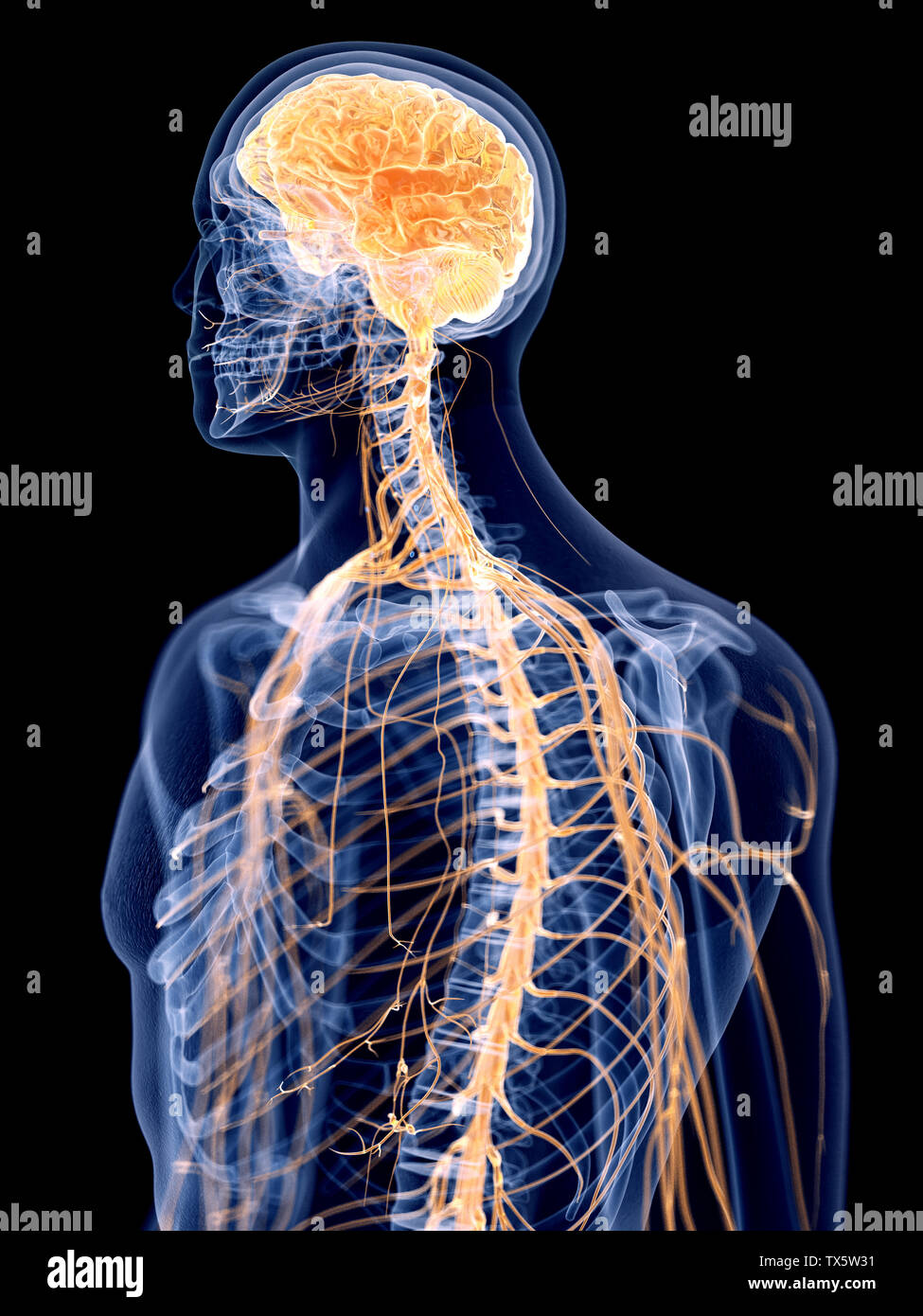 3d rendered medically accurate illustration of the human nervous system ...