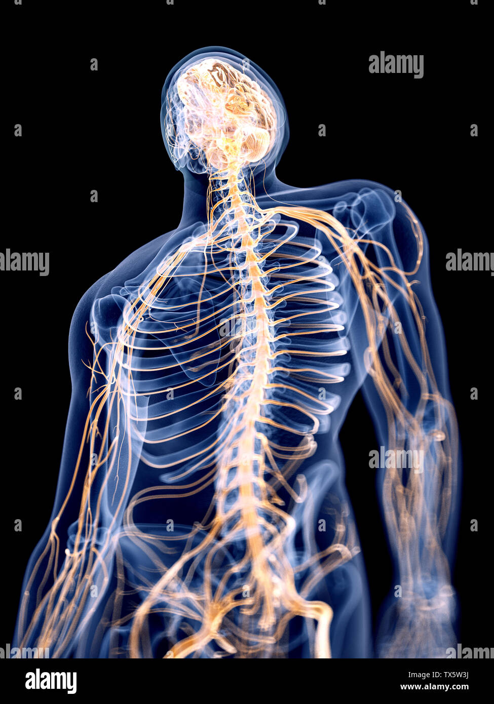 3d rendered medically accurate illustration of the human nervous system ...