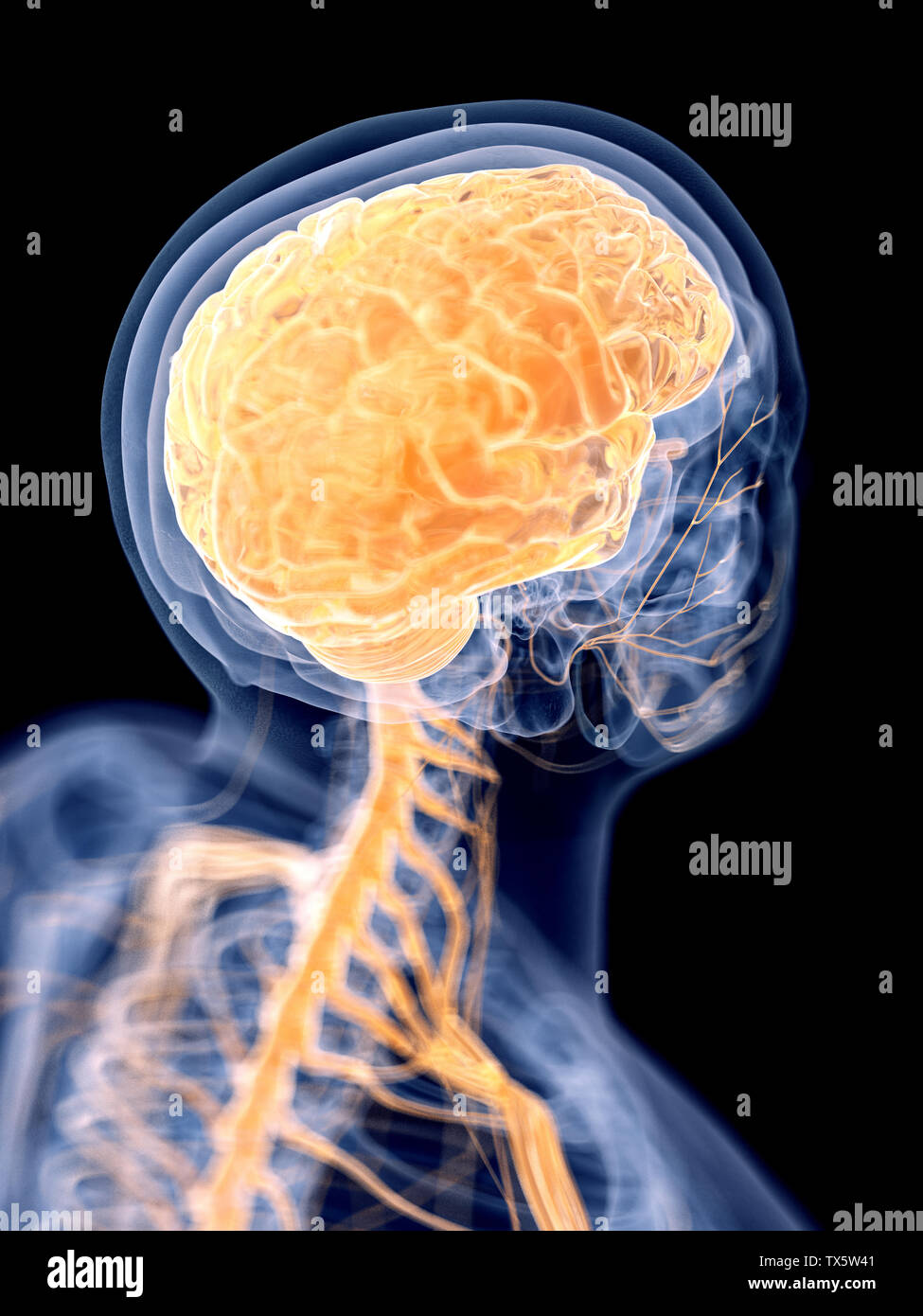 3d rendered medically accurate illustration of the human brain Stock ...