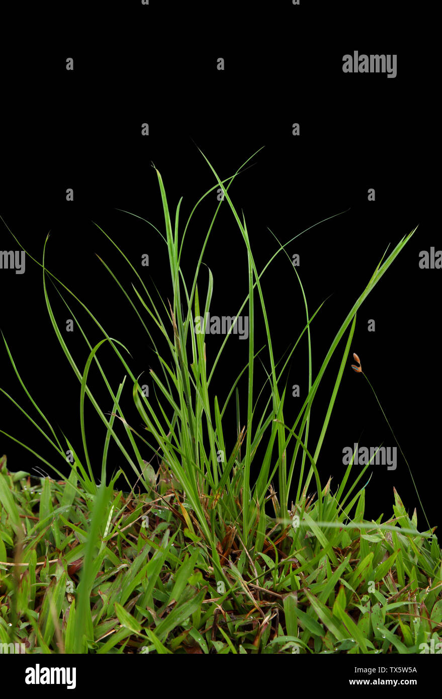 close up a bunch of grass Stock Photo - Alamy