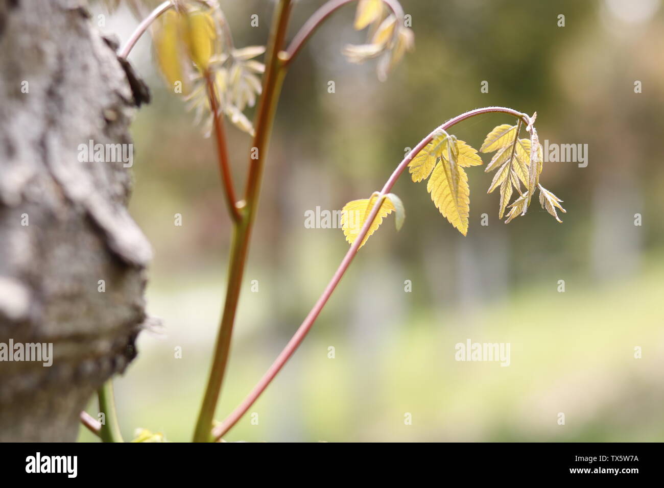 Old trees sprout hi-res stock photography and images - Alamy