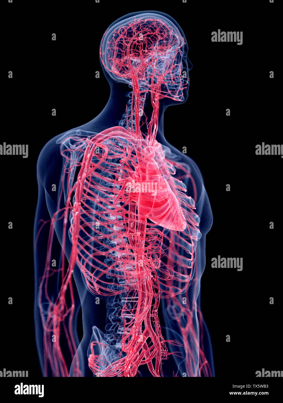 3d rendered medically accurate illustration of the human vascular ...