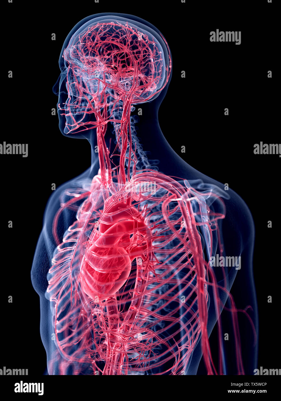 3d rendered medically accurate illustration of the human vascular ...