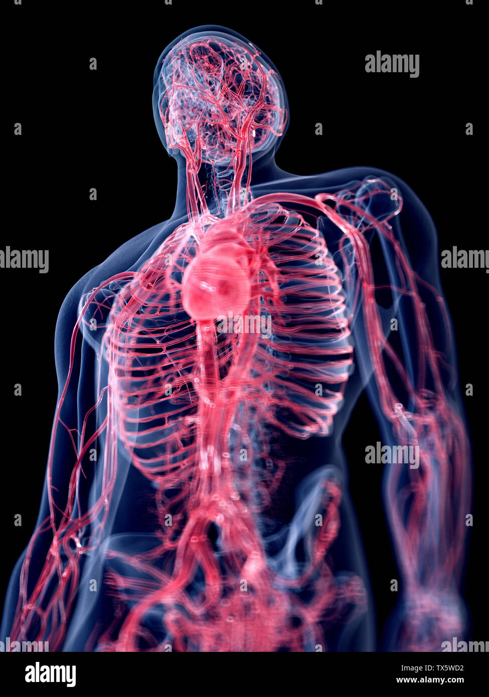 3d rendered medically accurate illustration of the human vascular ...