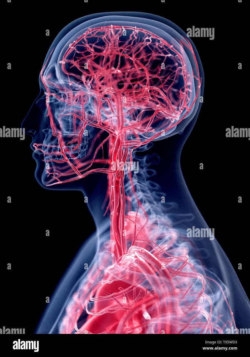 3d rendered medically accurate illustration of the vascular system of ...