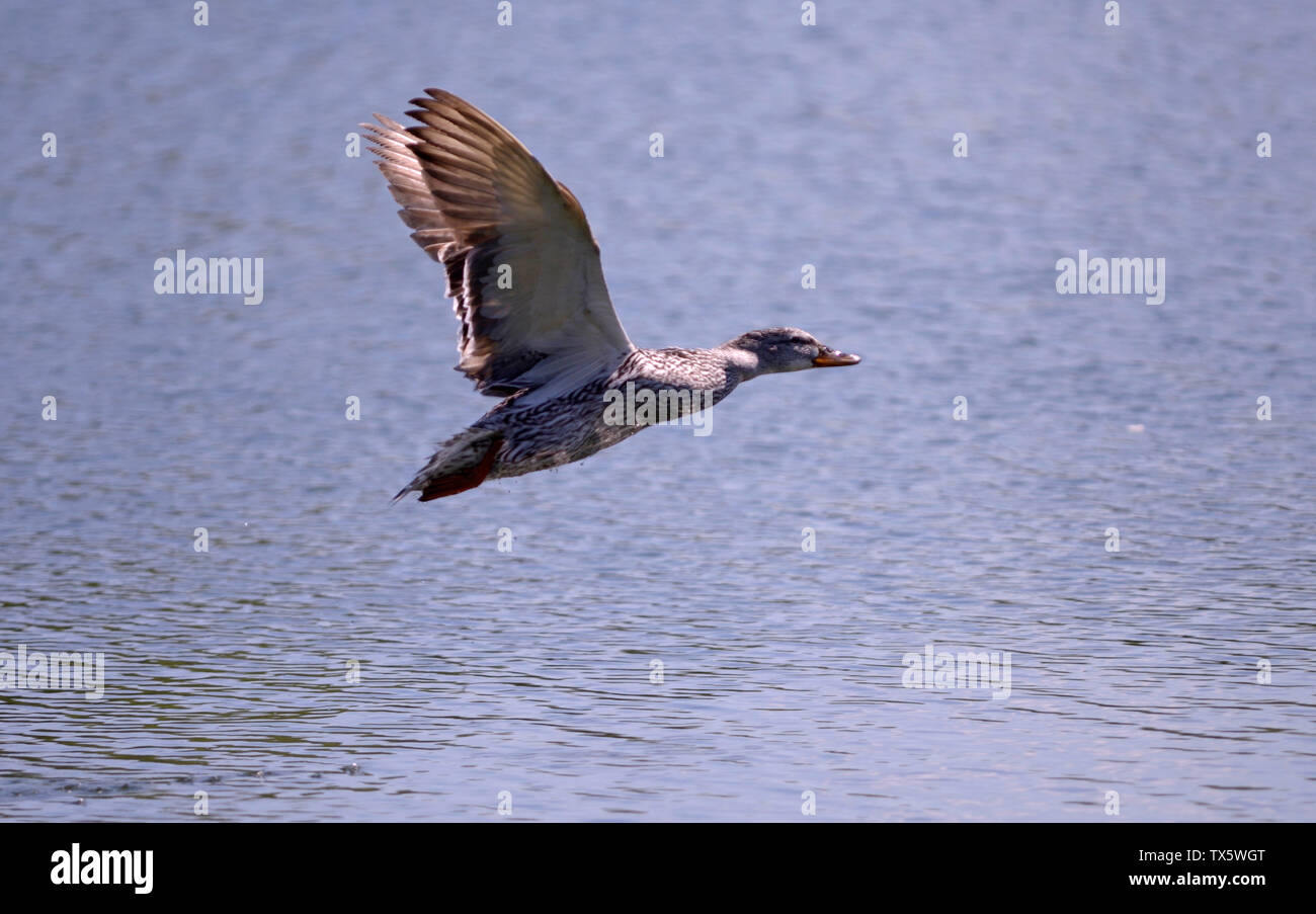 Duck Flying Over Water High Resolution Stock Photography and Images - Alamy