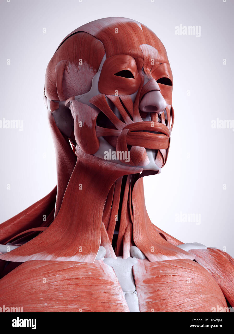3d rendered medically accurate illustration of the head and neck ...