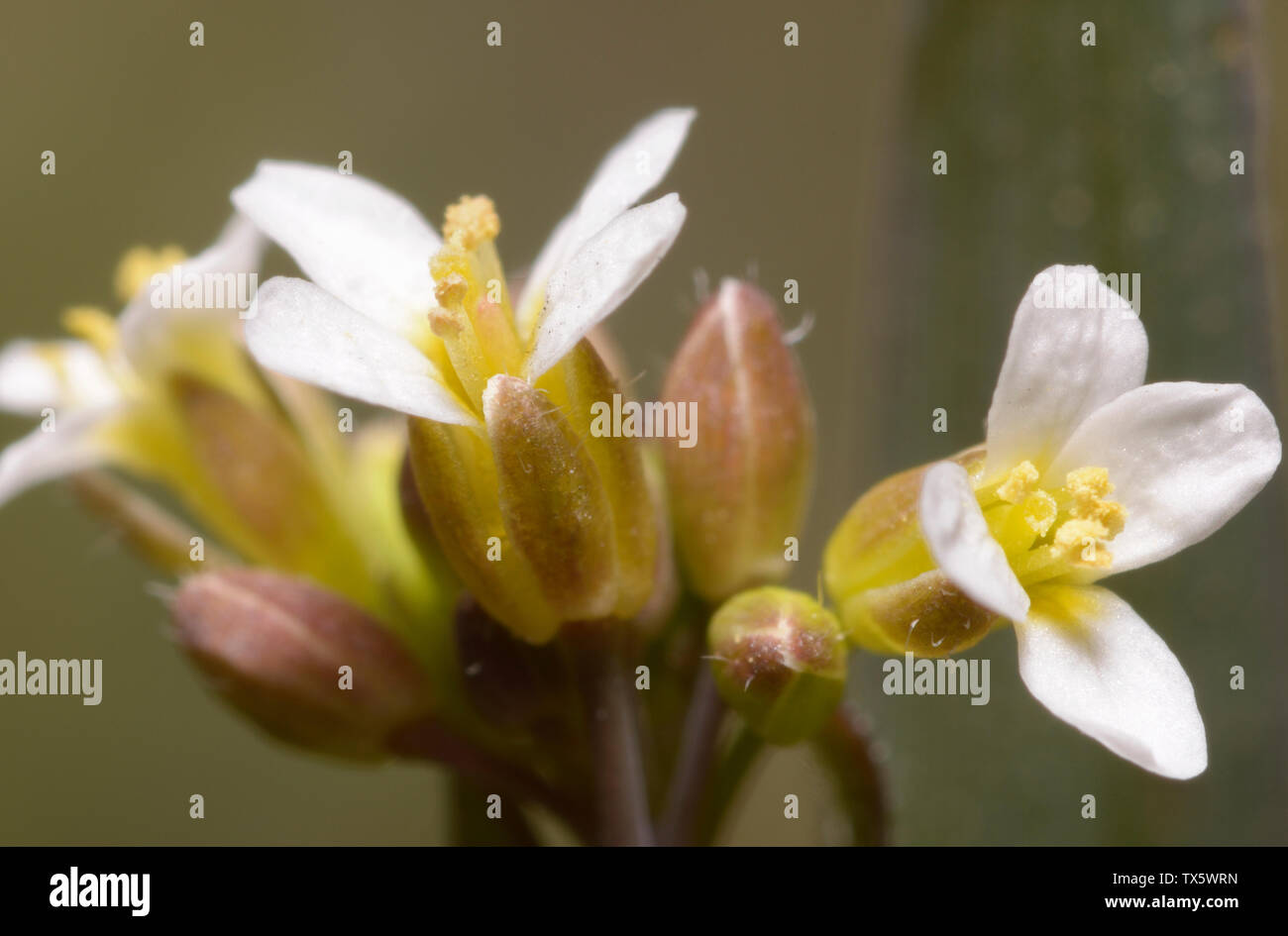 Early spring: wild forest flowers blooming, macro Stock Photo - Alamy