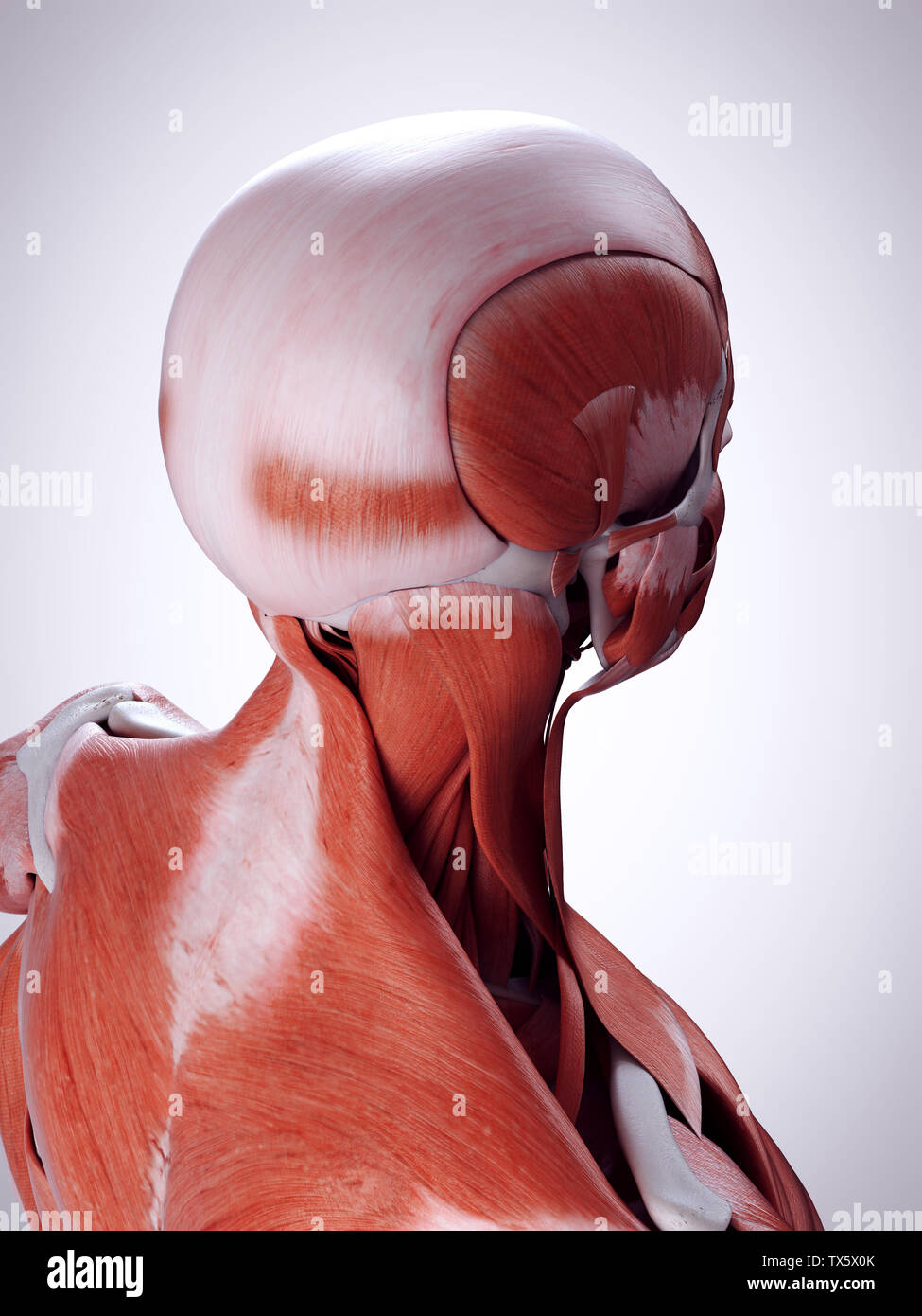 3d rendered medically accurate illustration of the neck muscles Stock ...