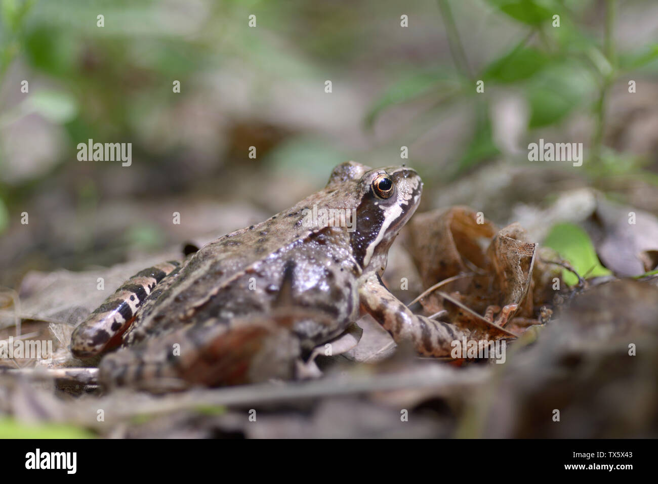 Very tiny frog sitting on the moss ground Stock Photo - Alamy