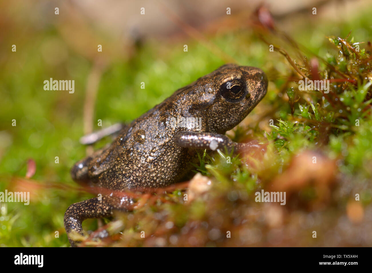 Very tiny frog sitting on the moss ground Stock Photo - Alamy