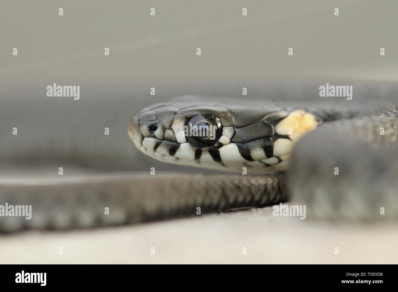 Grass snake lying on a stone Stock Photo - Alamy