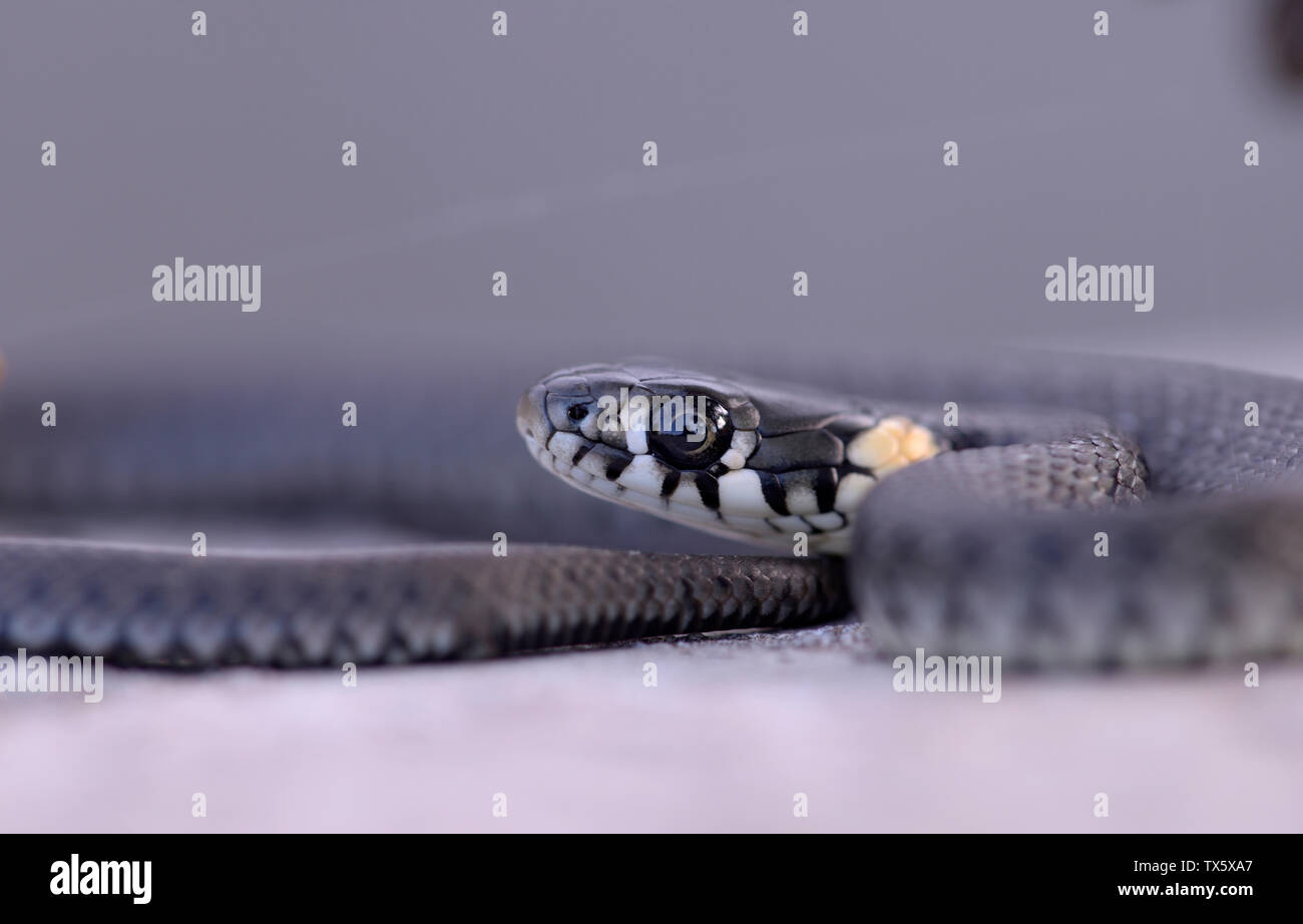Grass snake lying on a stone Stock Photo - Alamy
