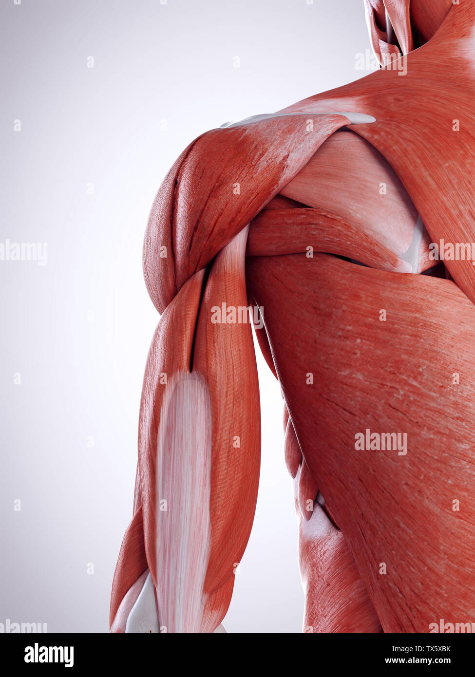 3d rendered medically accurate illustration of the shoulder muscles ...