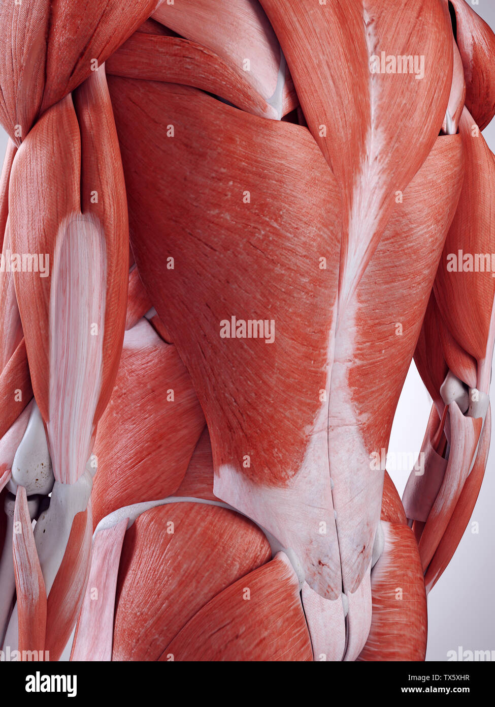 3d rendered medically accurate illustration of the back muscles Stock ...