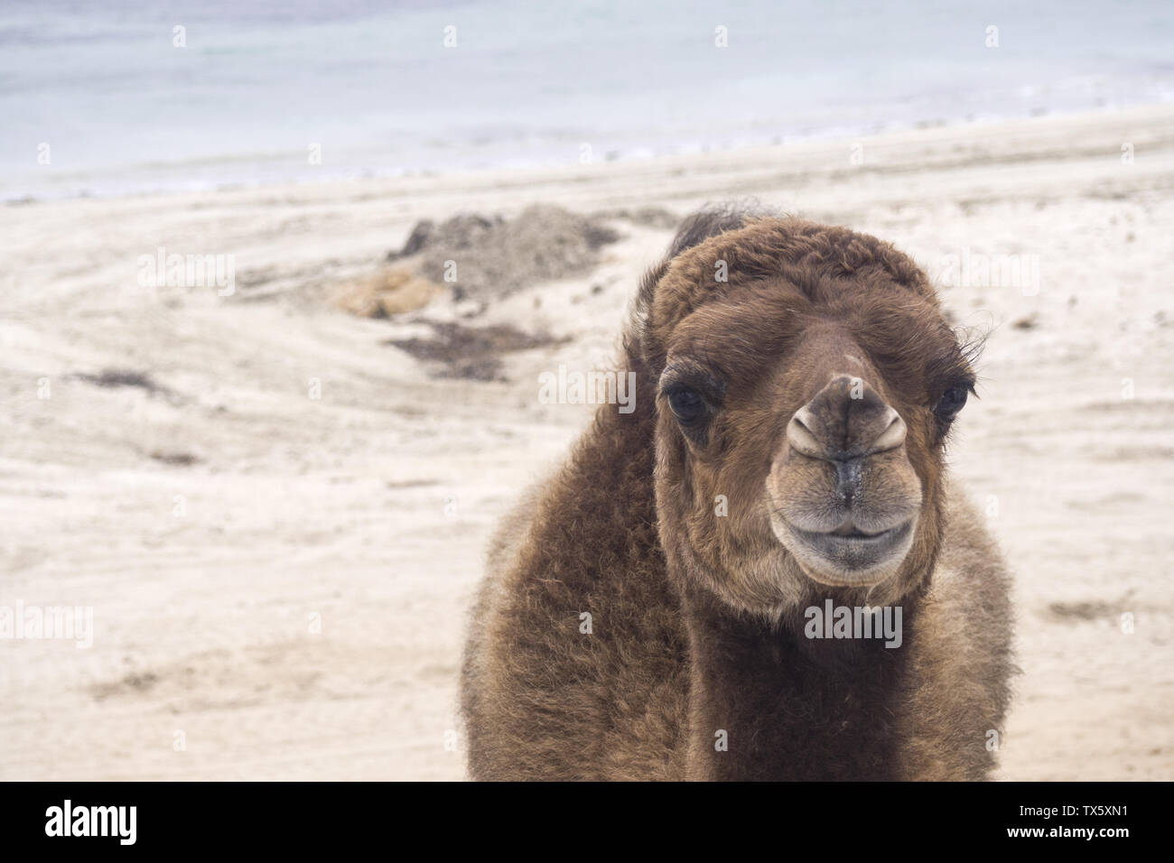 Leaning on camel hi-res stock photography and images - Alamy