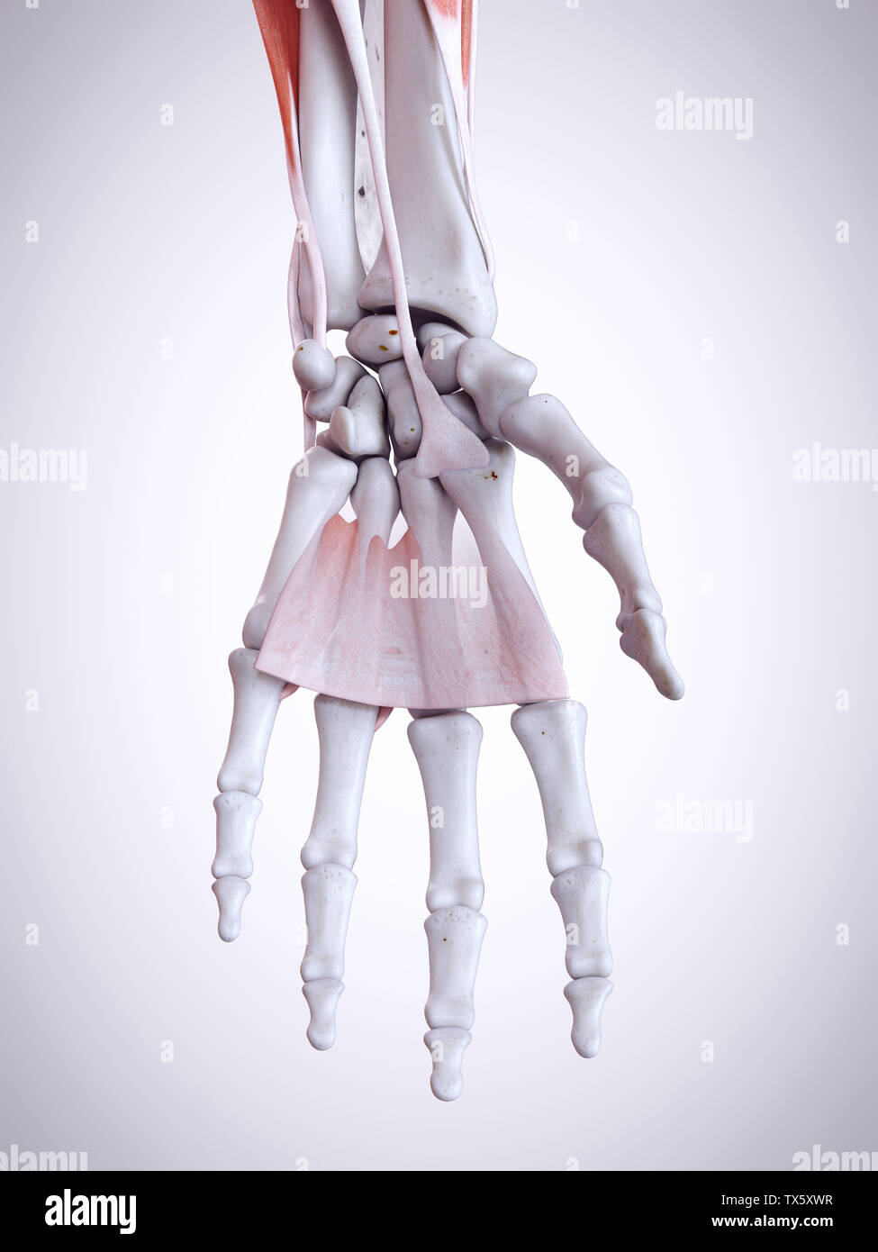 Male anatomy movement hi-res stock photography and images - Alamy