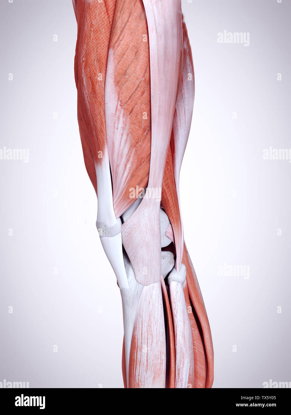 3d rendered medically accurate illustration of the leg muscles Stock ...