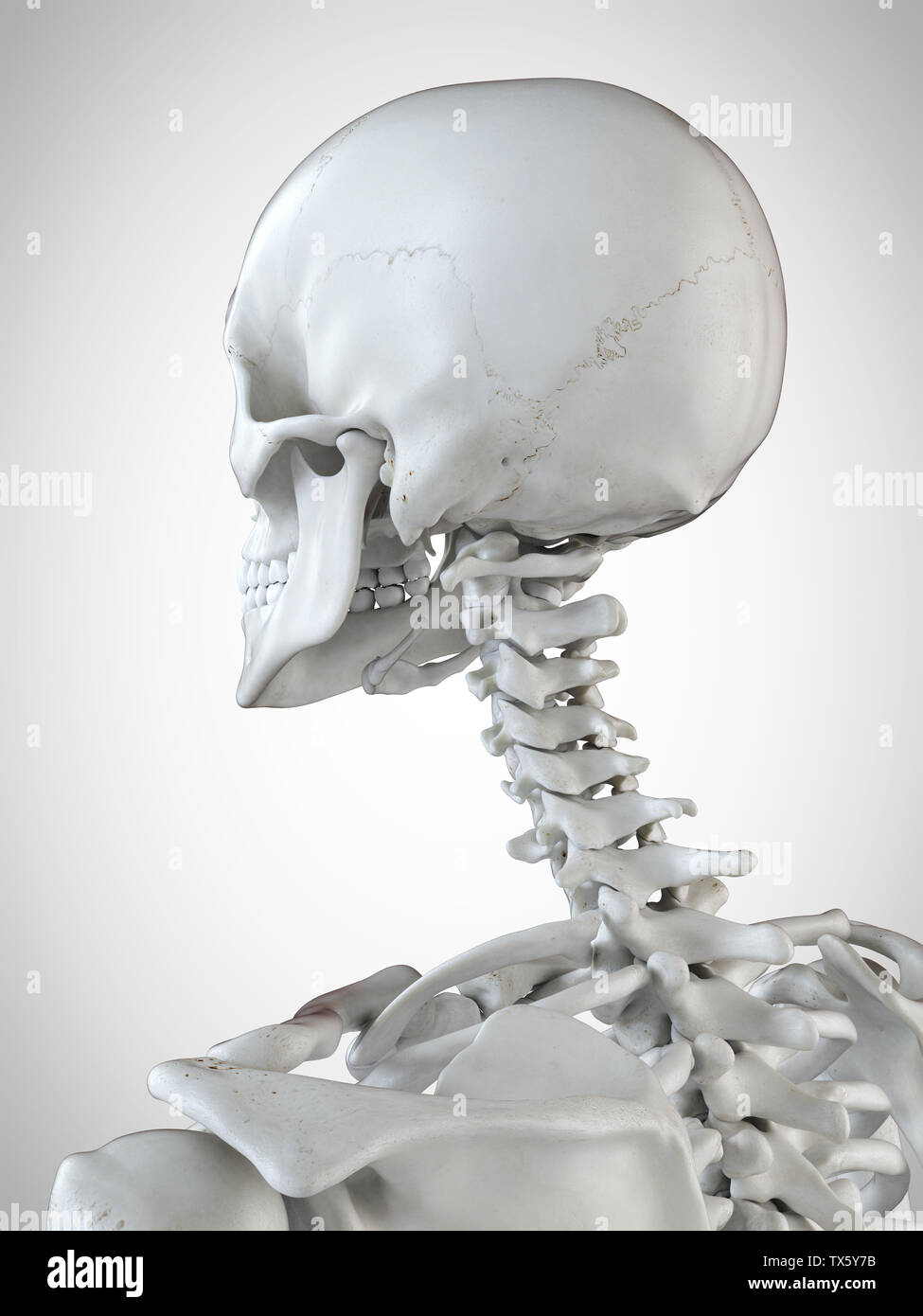 3d rendered medically accurate illustration of the skeletal neck Stock ...