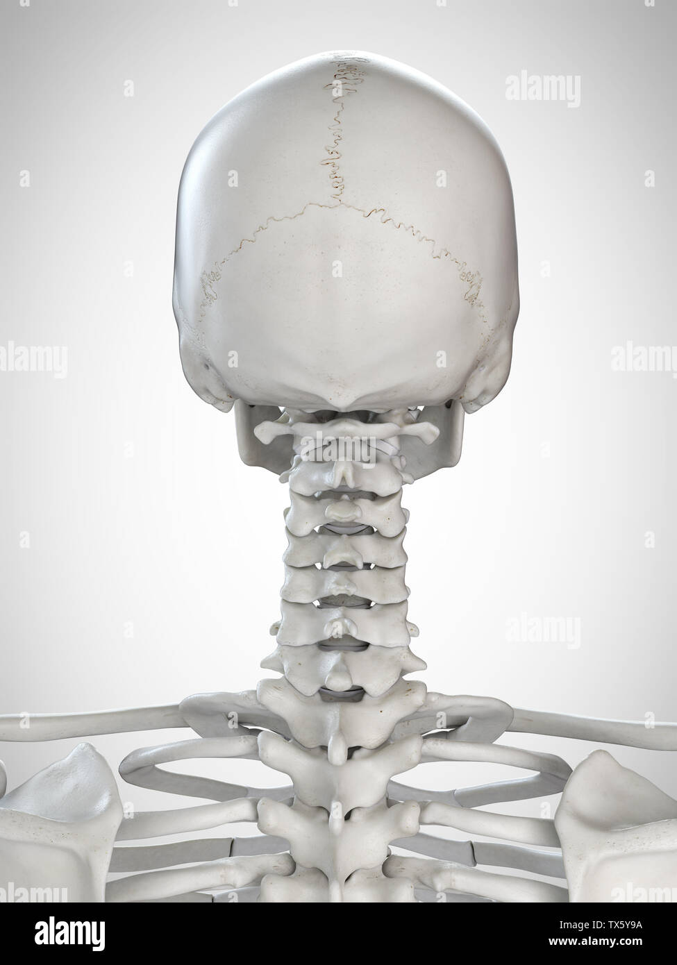 3d rendered medically accurate illustration of the skeletal neck Stock ...